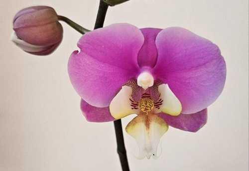 Орхидея Taisuco Anna