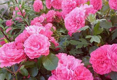 Роза плетистая, почвопокровная более 35 сортов