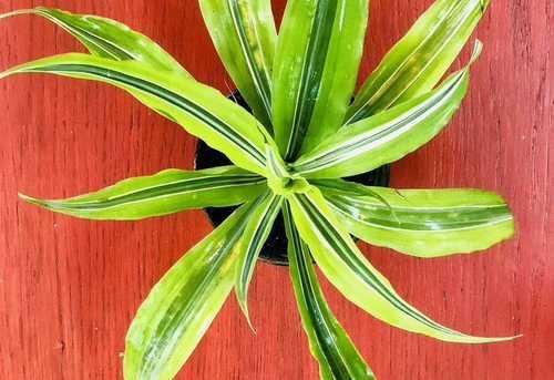 Dracaena fragrans Lemon Lime