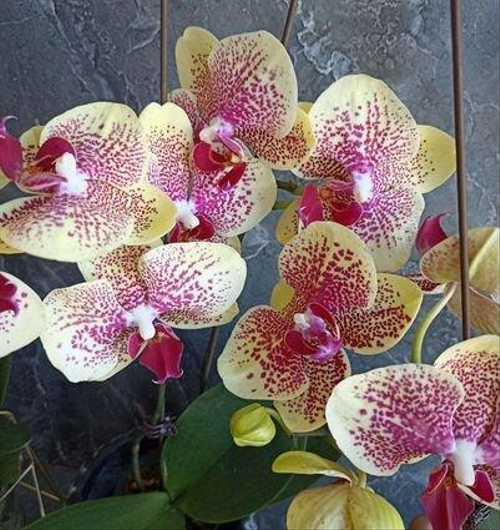 Орхидея фаленопсис жёлтая в крап Тропикана