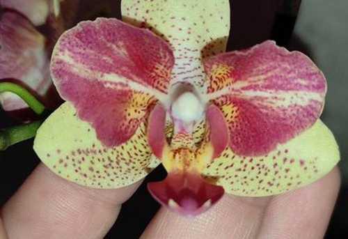 Орхидея фаленопсис калейдоскоп