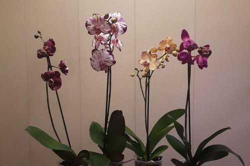 Орхидеи Atlantis Pelor Каменная Роза Papagayoa Mag