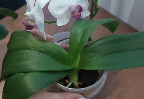 Орхидея детка фаленопсис
