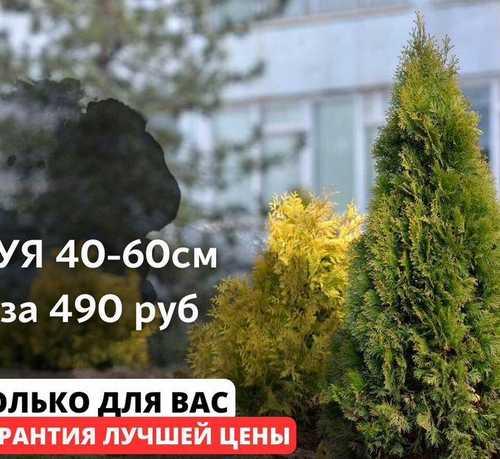 Туя Cмарагд 40-60 см