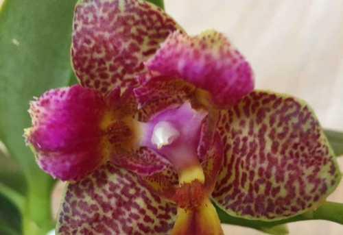 Орхидея фаленопсис бабочка Сказка