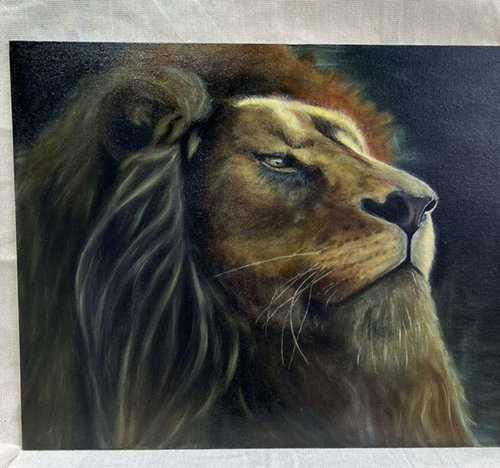 Лев, картина маслом, холст 40 на 50