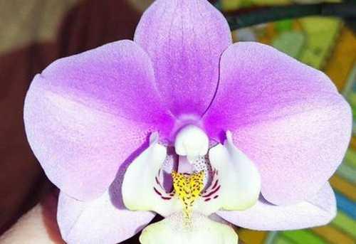 Орхидея фаленопсис Тайсуко Анна