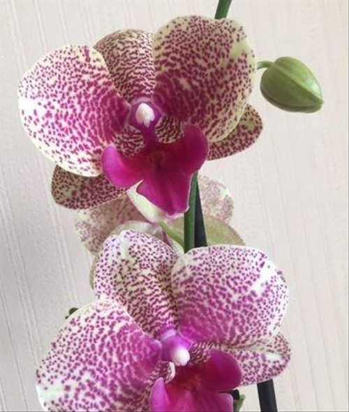 Орхидея фаленопсис биг лип Тестов