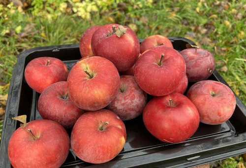 Яблоки домашние сорт «Лобо»