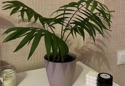 Пальма хамедорея комнатное растение
