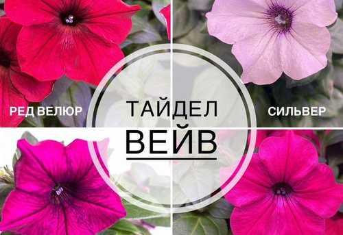 Петуния Тайдел, Вуаль, Тайна, Изи вейв, Опера и др