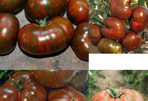 Сортовые томаты биколоры