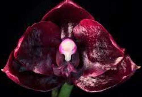 Коллекционная орхидея Mituo Reflex DD 'carbonada'