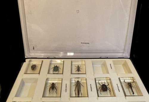 Коллекция настоящих насекомых деагостини