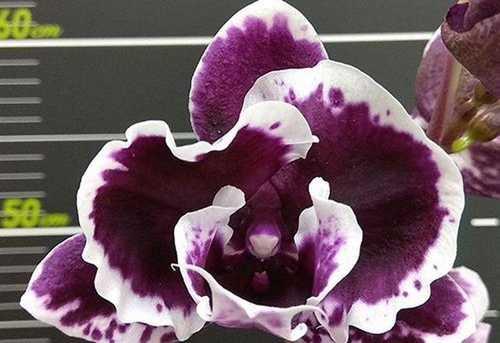 Орхидея Phal. Miki Violet Frill '421'