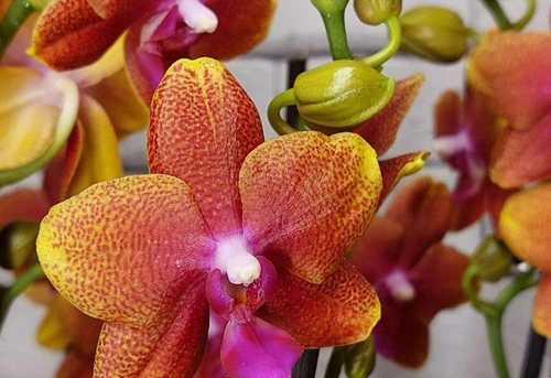 Орхидея фаленопсис Бронзовый Будда Ароматник