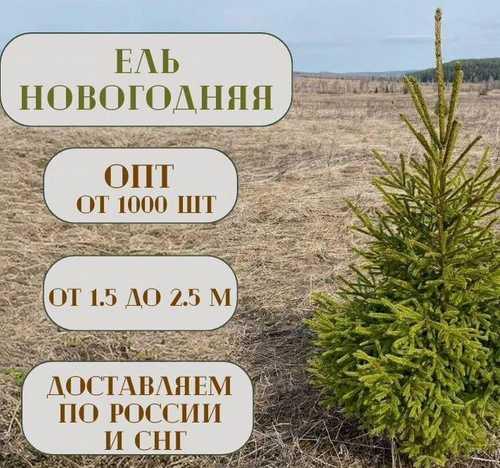 Ели оптом от заготовителя