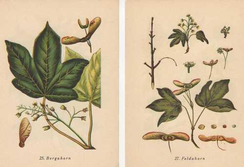 Литография. Ботаническая иллюстрация. 19 век