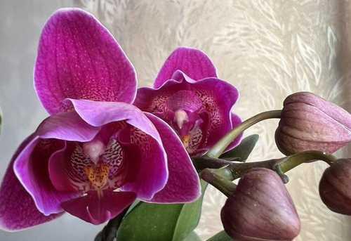 Орхидея фаленопсис Phal. Ching Ann Diamond '