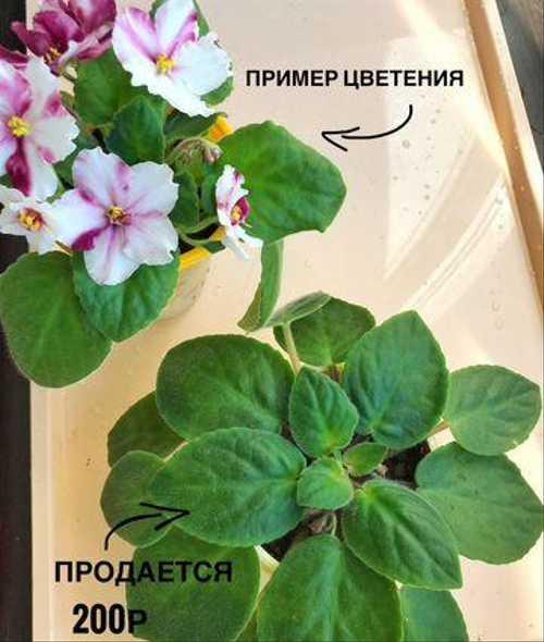 Комнатные цветы, фиалки
