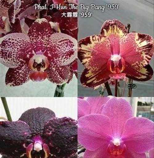 Орхидея B17 phal. I-Hsin The Big Bang '
