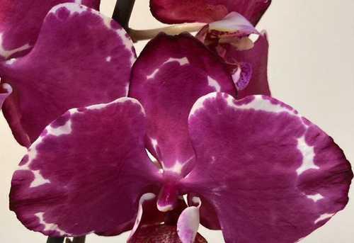 Орхидея Мальвина цветущая