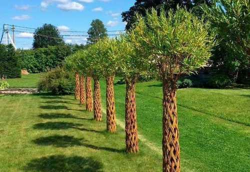 Плетеные деревья из ивы