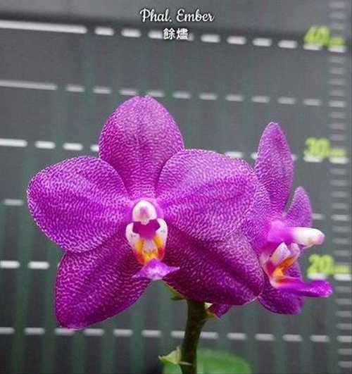Орхидея Phal. Ember