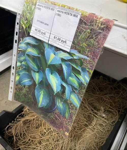 Саженцы, корни хоста hosta MIX (150) 1/2