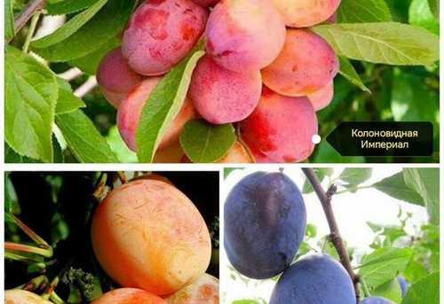 Саженцы слива, вишня, черешня, персик, никтарин