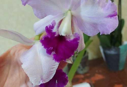 Орхидея катлея