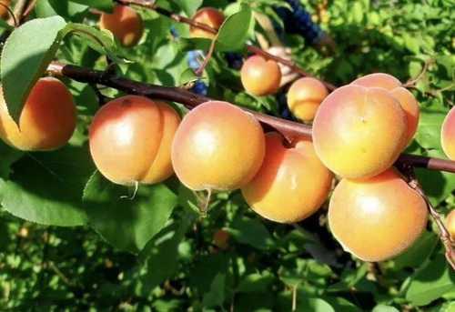 Саженцы абрикоса Крымский Амур