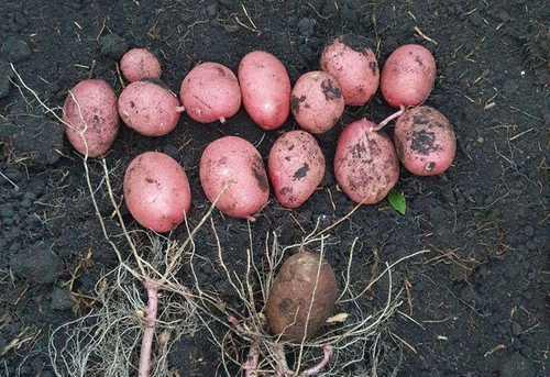 Семенной картофель Элита урожай 2023 года