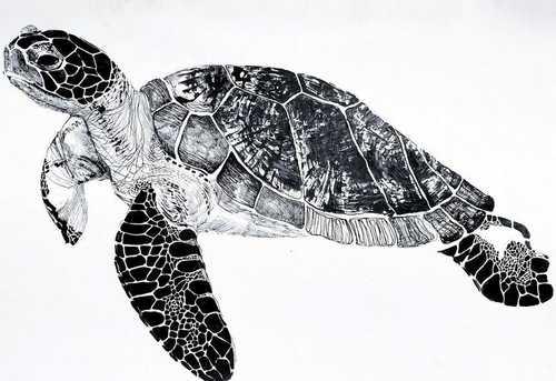 Картина иллюстрация черепаха графика чб цветы