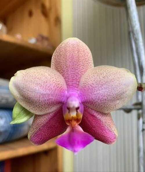 Орхидея лиодоро
