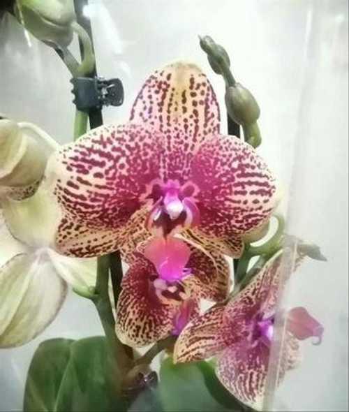 Орхидея фаленопсис гибрид 719