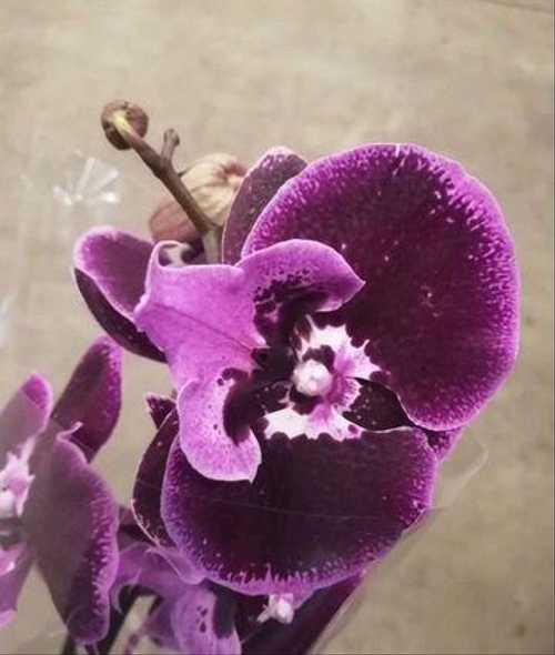 Орхидея фаленопсис Биг лип гибрид 818
