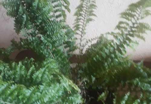 Комнатное растение кудрявый папоротник