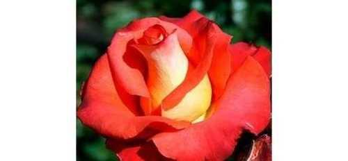 Роза чайно гибридная Леонидас