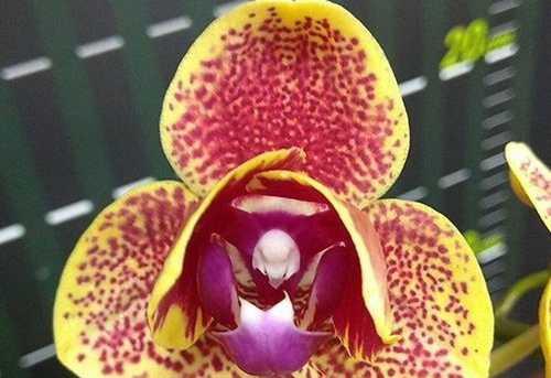 Орхидея Phal. Sogo Vieker '456' (peloric)
