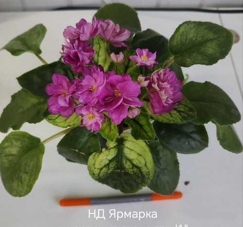 Сортовые фиалки
