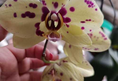 Орхидея фаленопсис Пескара