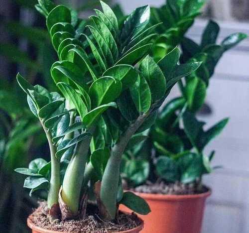 Замиокулькас Зензи (Zamioculcas cv Zenzi)