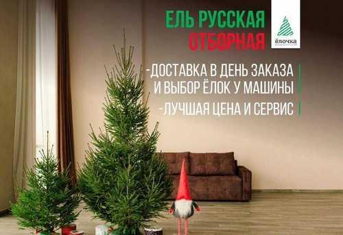 Ель живая сибирская пышная с доставкой
