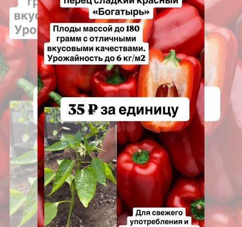 Рассада сладкого перца