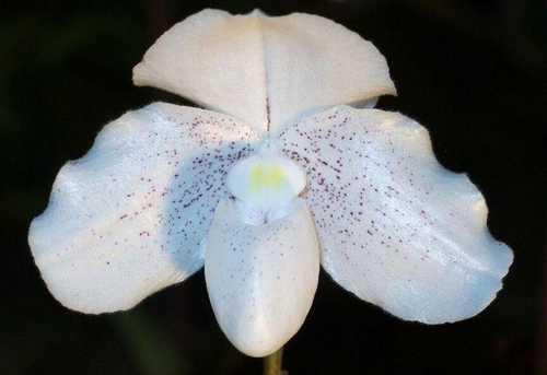 Орхидея Paph. niveum sib