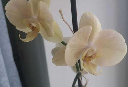 Орхидея фаленопсис Карина, Африканский закат