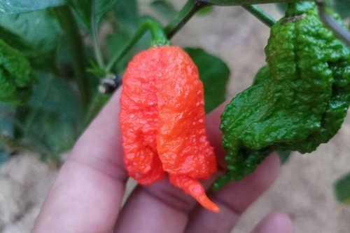 Carolina reaper (Каролина рипер) острый перец