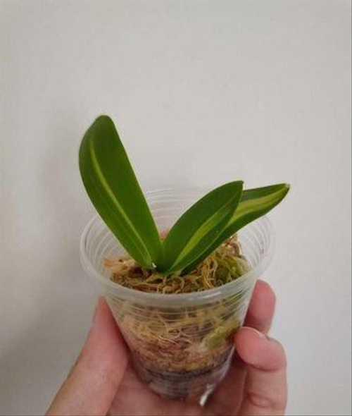 Орхидея фаленопсис Amabilis вариегатный