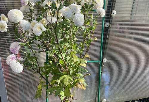 Хризантема кустовая саженцы